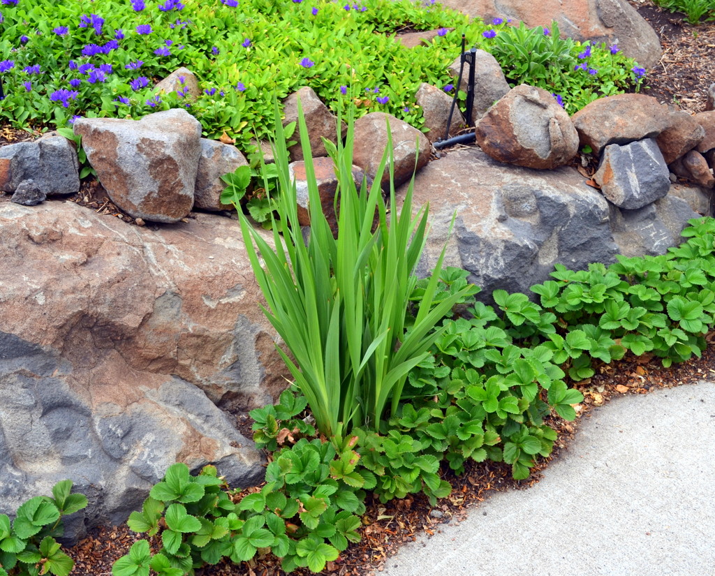 How to Grow Strawberries: Best Tips and Tricks For Tons of Strawberries ...