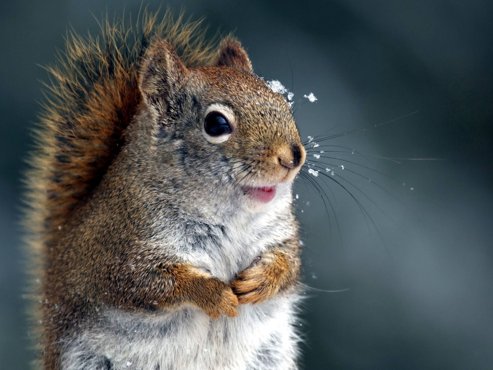 Fotos de ardillas comiendo en bosques