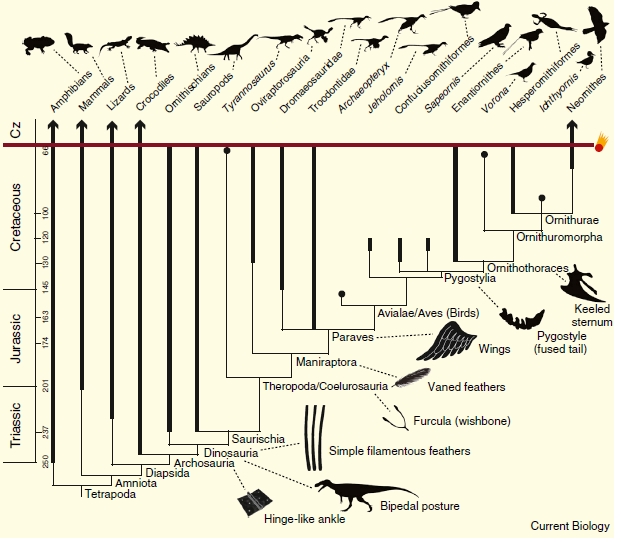 Rapid Uplift: Fossils And The Origin And Diversification Of Birds