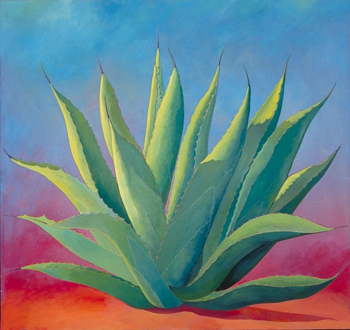 Maguey o Agave