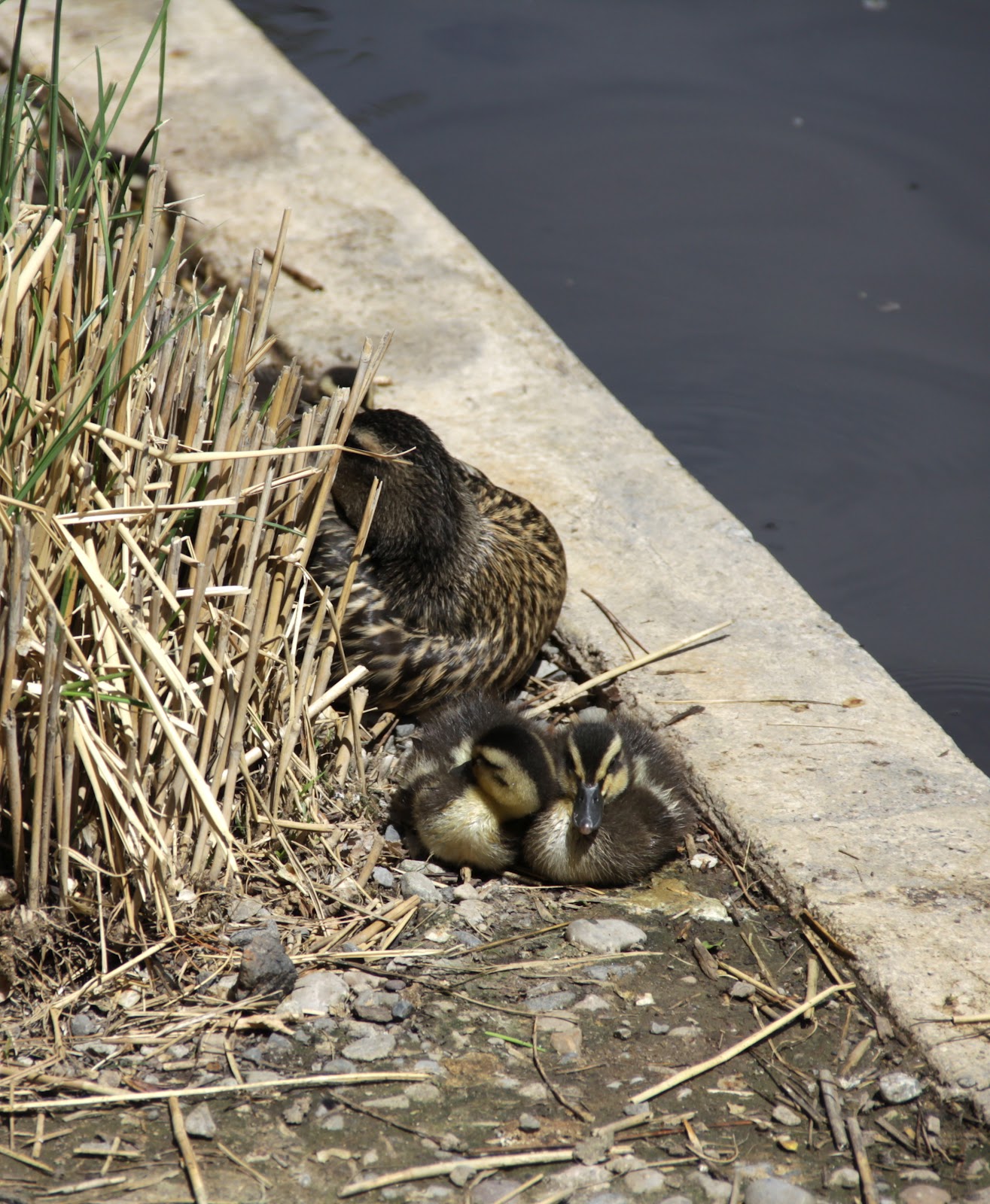 My Scenic Byway: Tracy Aviary