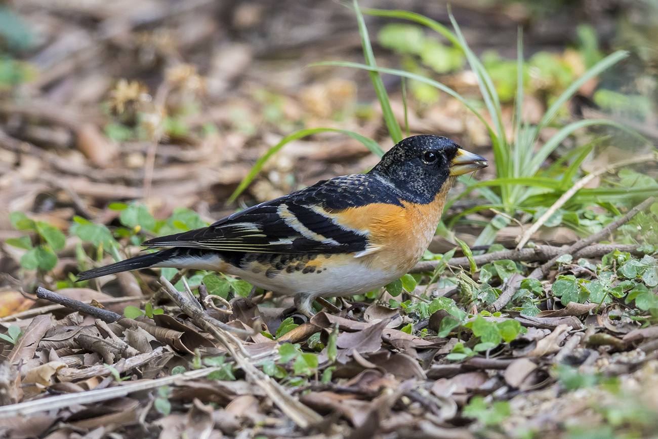 As The Crow Flies - a Hong Kong Birding Blog: Three Days of Excellent ...