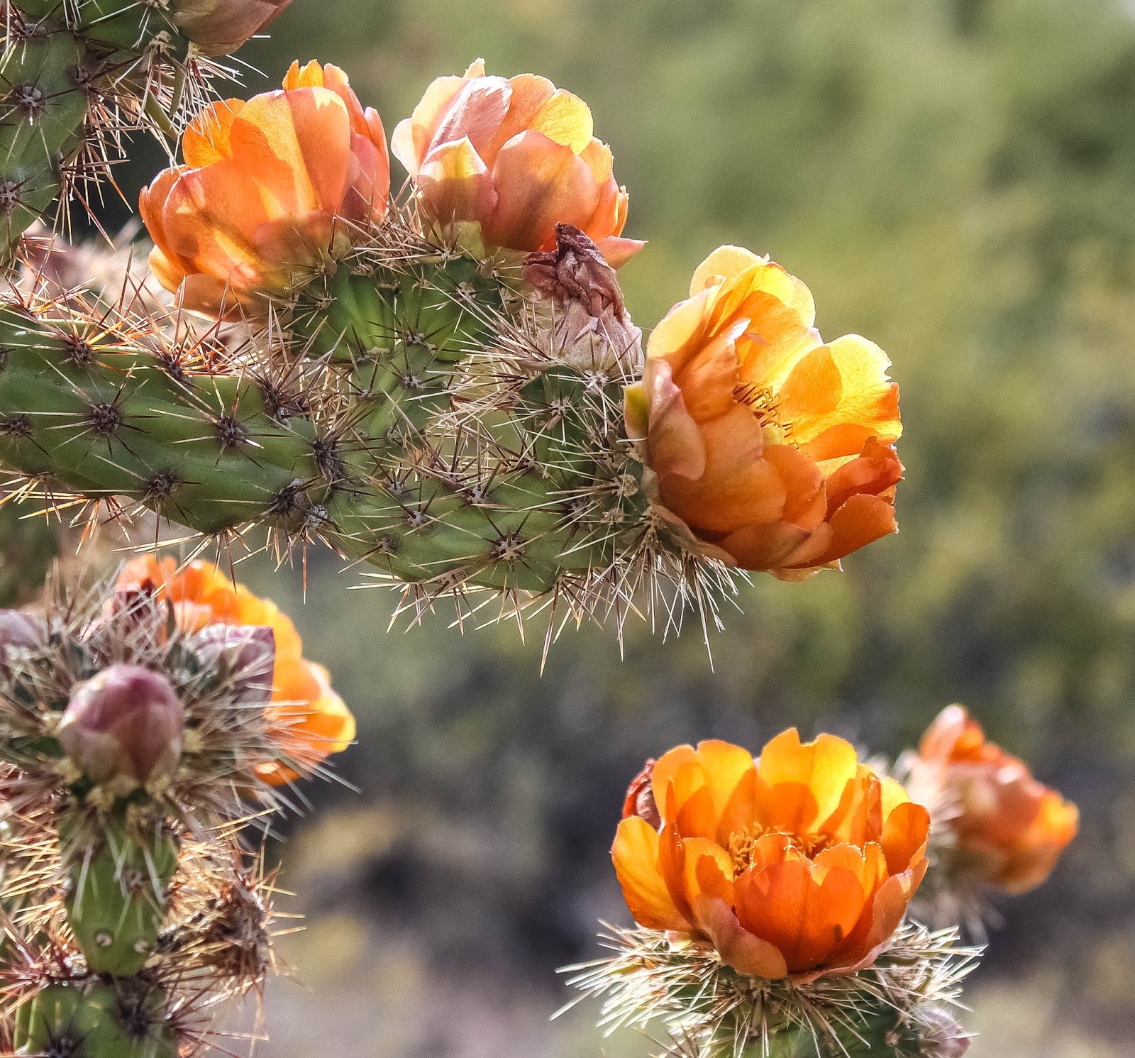 Cannundrums: Buckhorn Cholla - Flowering