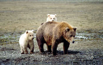 I Spy Animals: Grolar Bears and Pizzlies...