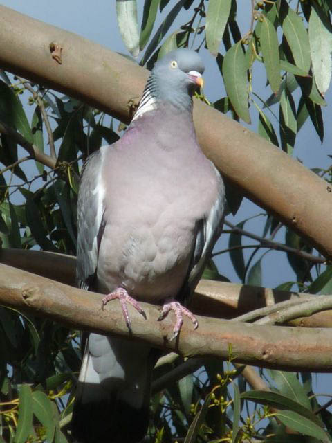 Wild and Wonderful: RSPB Big Garden Birdwatch 2019