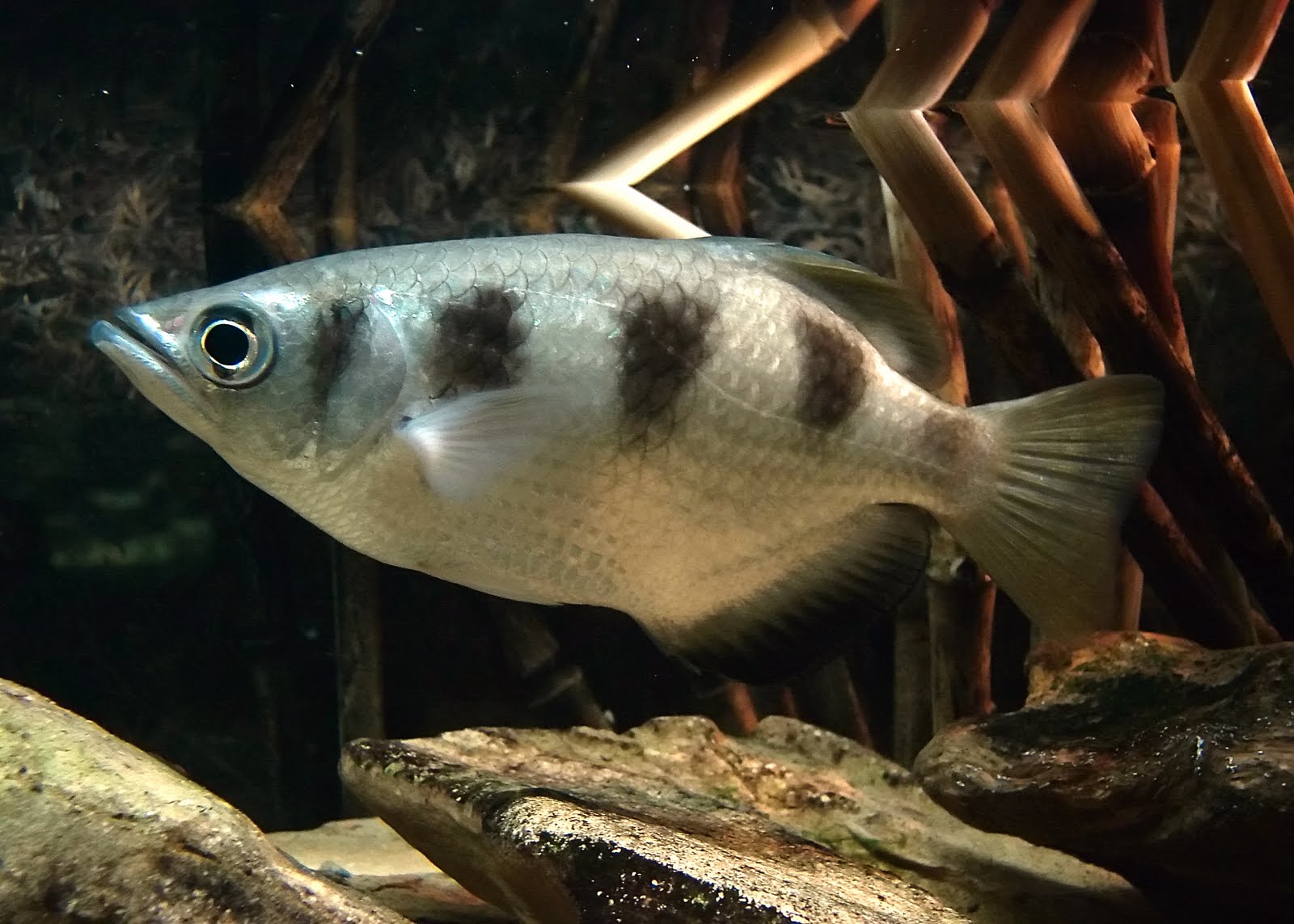Archerfish - Fishes