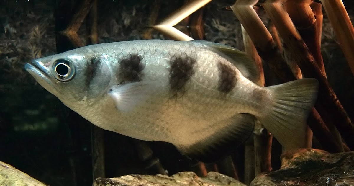 Archerfish - Fishes