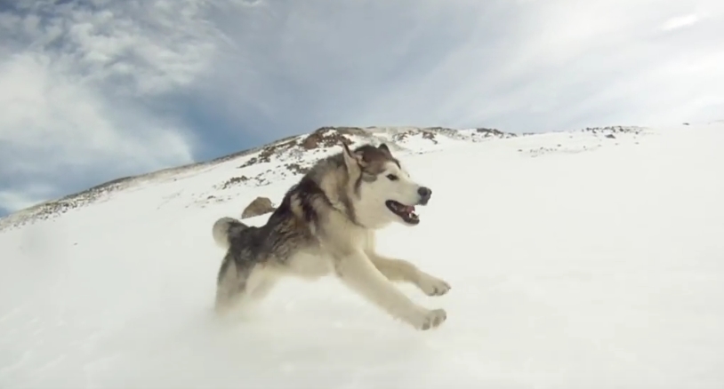 White Wolf : Amazing footage of a deliriously happy wolf dog running ...