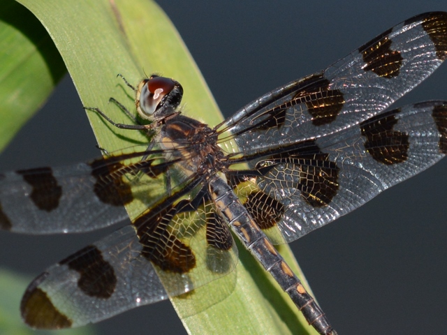 The Latest: Georgia Dragonfly Photos