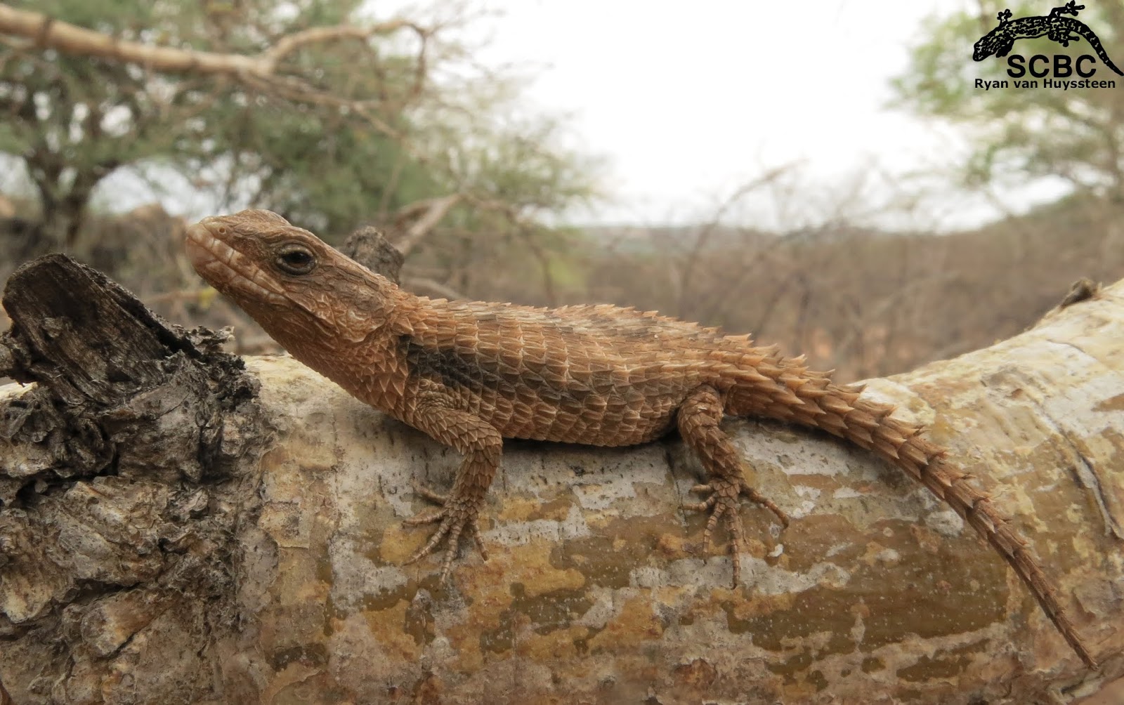 Soutpansberg Centre for Biodiversity and Conservation