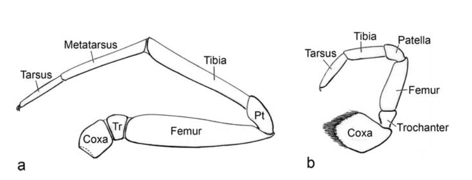 Morfología y Anatomía de las Arañas - The Spiders World