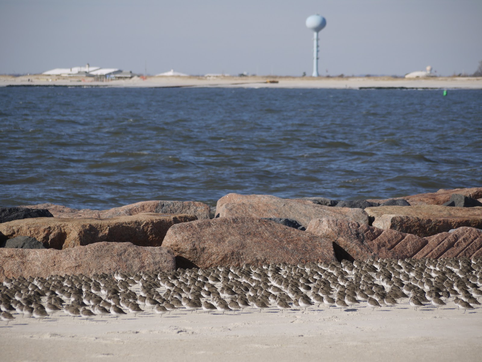 Frogma: Dunlin Murmuration, Jones Beach, 1/26/2019