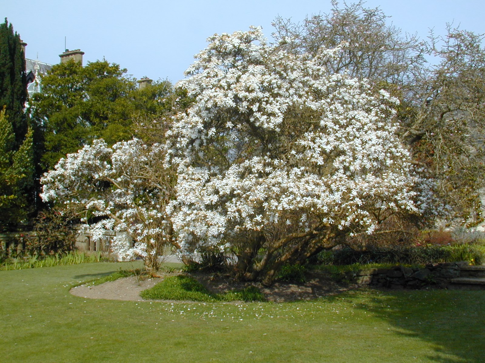 Trees of Santa Cruz County: Magnolia stellata - Star Magnolia