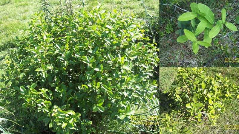 Argentina nativa: Ibirá (Daphnopsis racemosa)*