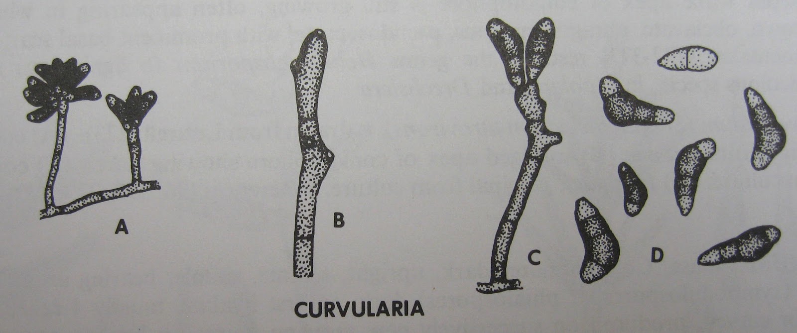 TAMU_PLPA631_FungalBlog_LornaNissen: Unknown I and II