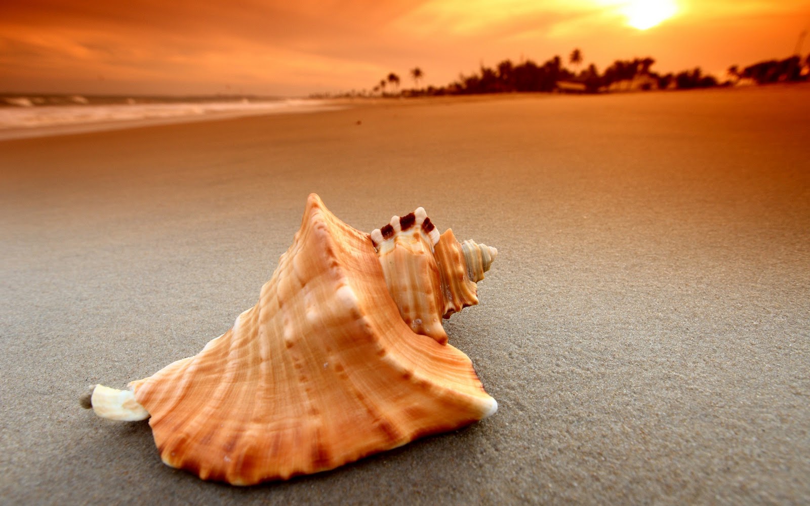 Whelk Sea Shell | The Best Place to Enjoy Your Lovely Desktop!