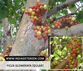 Pharmacognosy of Gular(FICUS RECEMOSA)