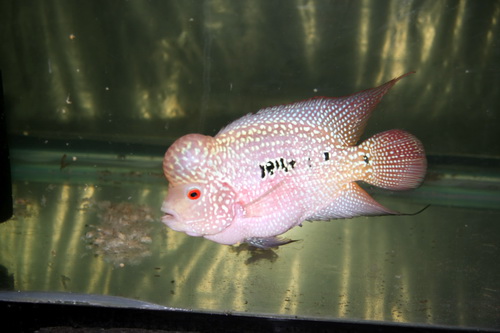 Flowerhorn The Hybrid Cichlids: King kamfa and flowerhorn Show Grade AAA