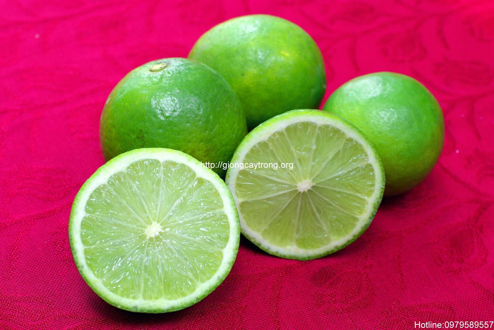 Bán Chanh Không Hạt Giống, Cây Chanh Giống Tại Hà Nội