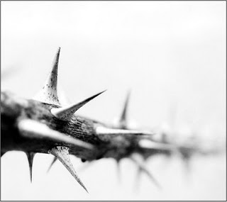 Cassie's Path Fall/Winter 2010-11: 2-25-11 Pulling out the Thorns