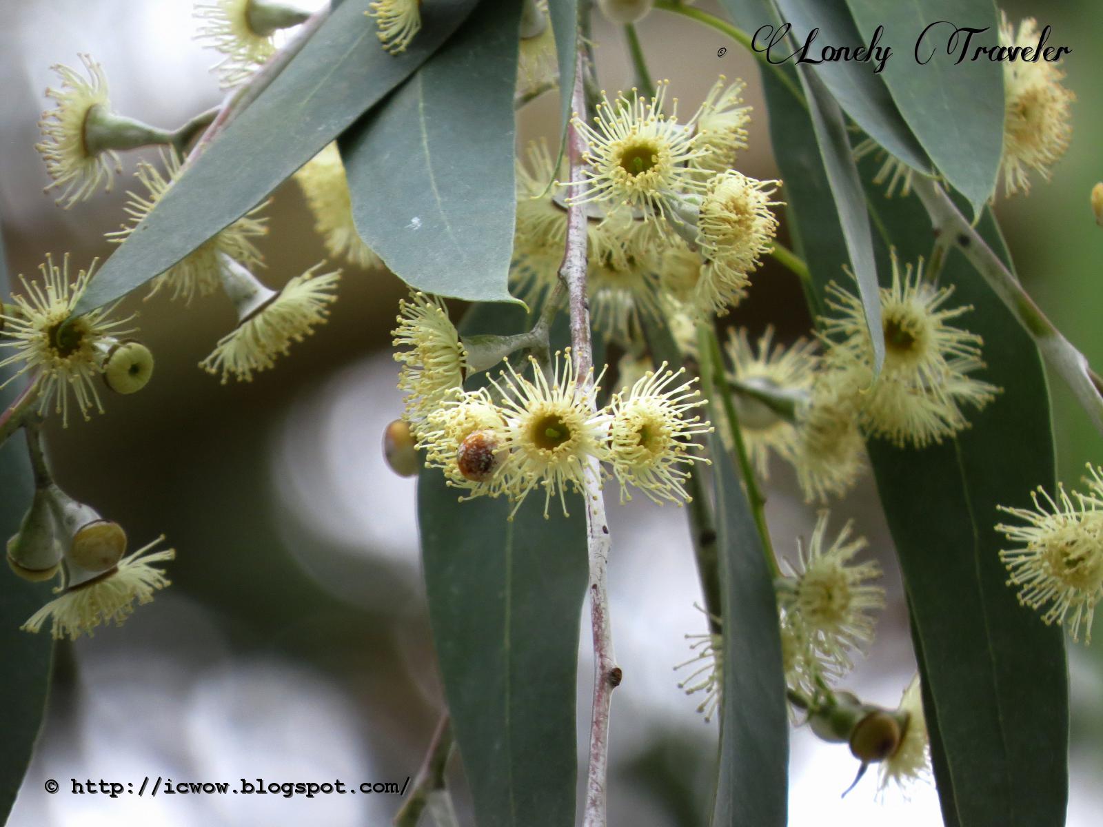 Eucalyptus flower - Corymbia citriodora