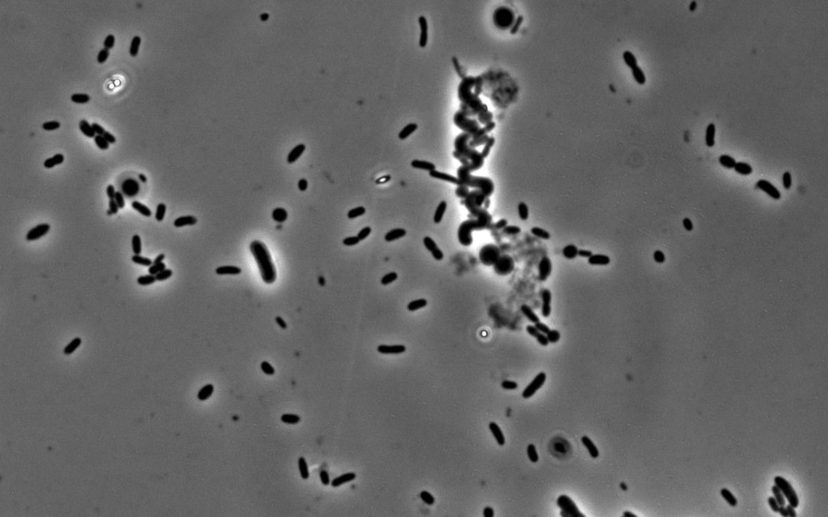 Of Bacteria and Men: Bacteria in a wastewater treatment plant