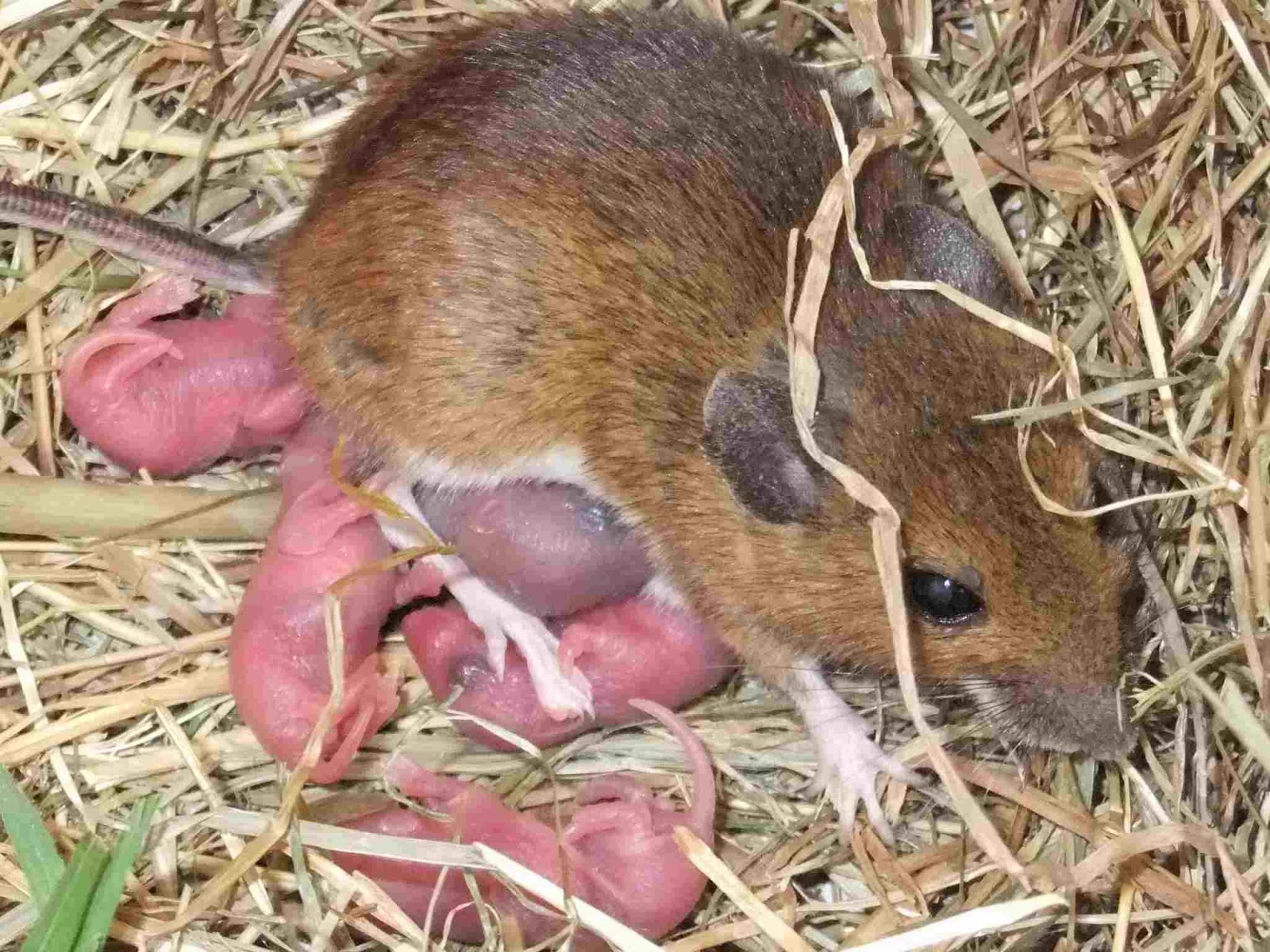 Stapeley Grange Wildlife Centre : Woodmouse with babies - 3, 4 and then 5!!