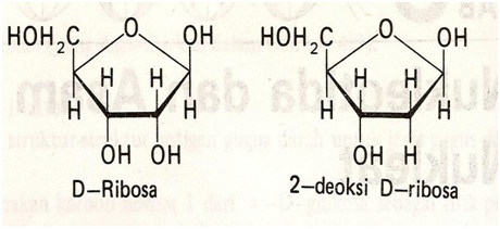 Ekologi Hewan: Asam Nukleat, Mononukleotida, DNA & RNA