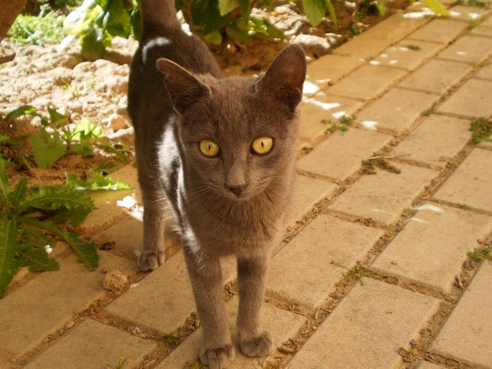 Gatos de la Universidad de Alicante: Héctor, el gato humo