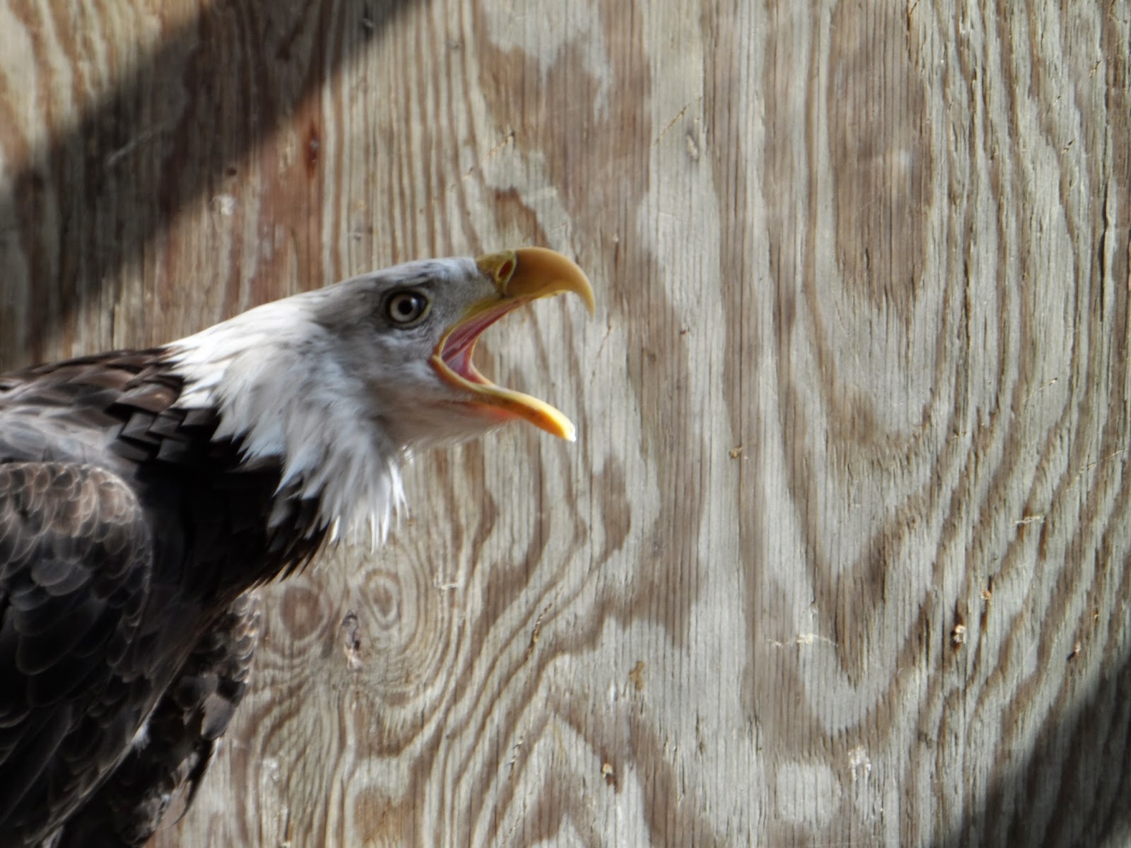 MRP - The Macbride Raptor Project: The Macbride Raptor Project