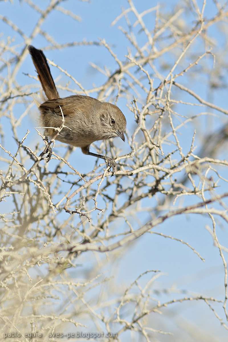 mis fotos de aves: Pseudasthenes patagonica Canastero Patagónico ...