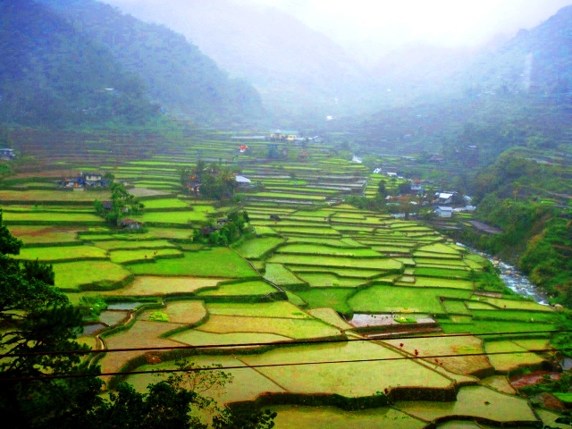 Banaue Rice Terraces Tour Day 2: Hapao Rice Terraces ~ Pinoy Biyahero
