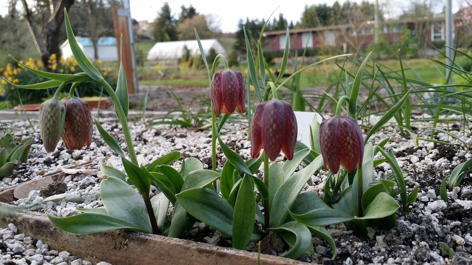 illahe Rare Bulbs: Fritillaria davisii