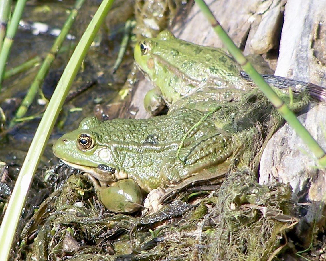 The impact of marsh frogs: Have You Seen This Frog?