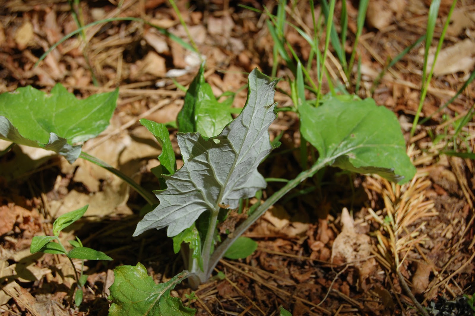 blackoaknaturalist: The Rest of Saturday