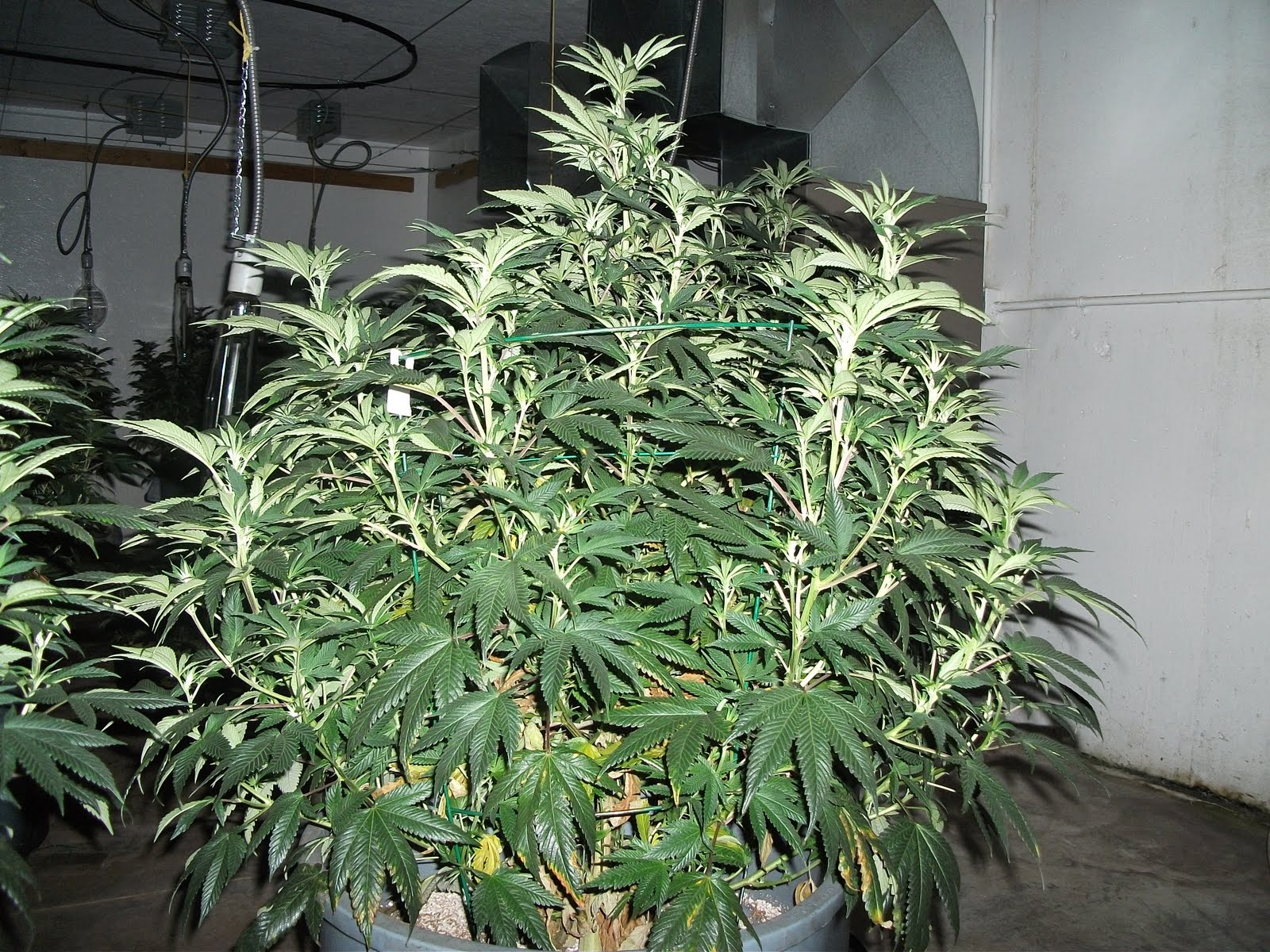 grow your own: more dmt's