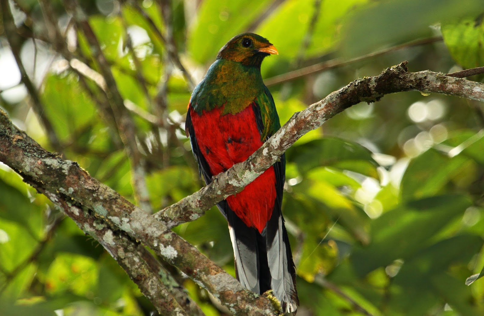 Nuestro bello mundo...: White-tipped Quetzal, male, Pharomachrus ...