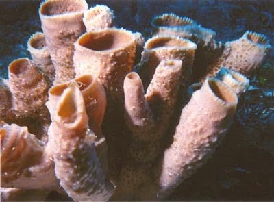 Filum Coelenterata