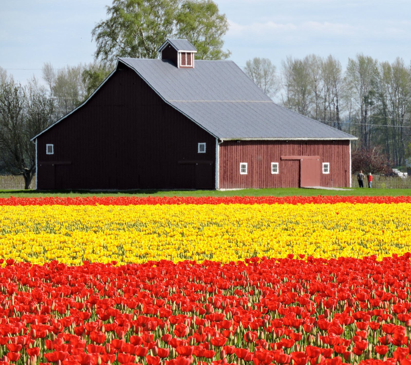 Scene Through My Eyes: Tulip Fields