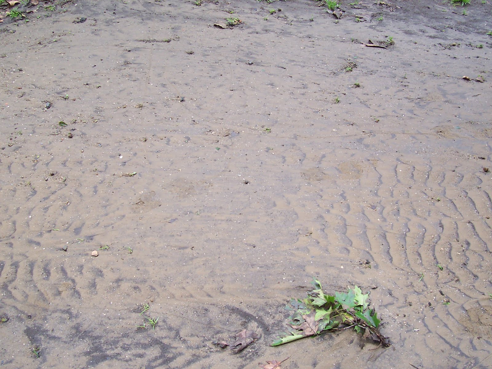 RUINS: Catskill Delta bluestone and a thought about Charles Lyell (updated)