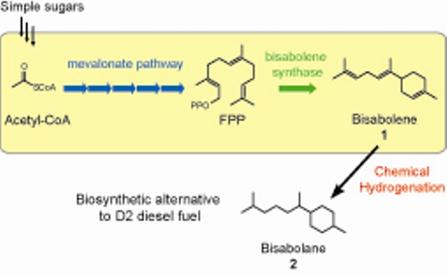 Scientists Identify New Microbe-Produced Advanced Biofuel as an ...