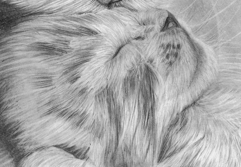 Turdusmerula Art - Tatry na płótnie: Meow czyli rysunek kotów - krok po ...