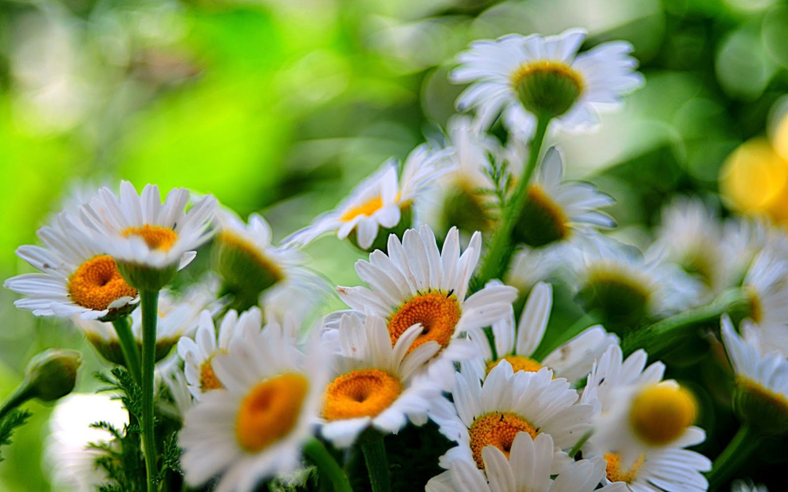 White daisy flowers (10 Pictures)|Pictures of flowers