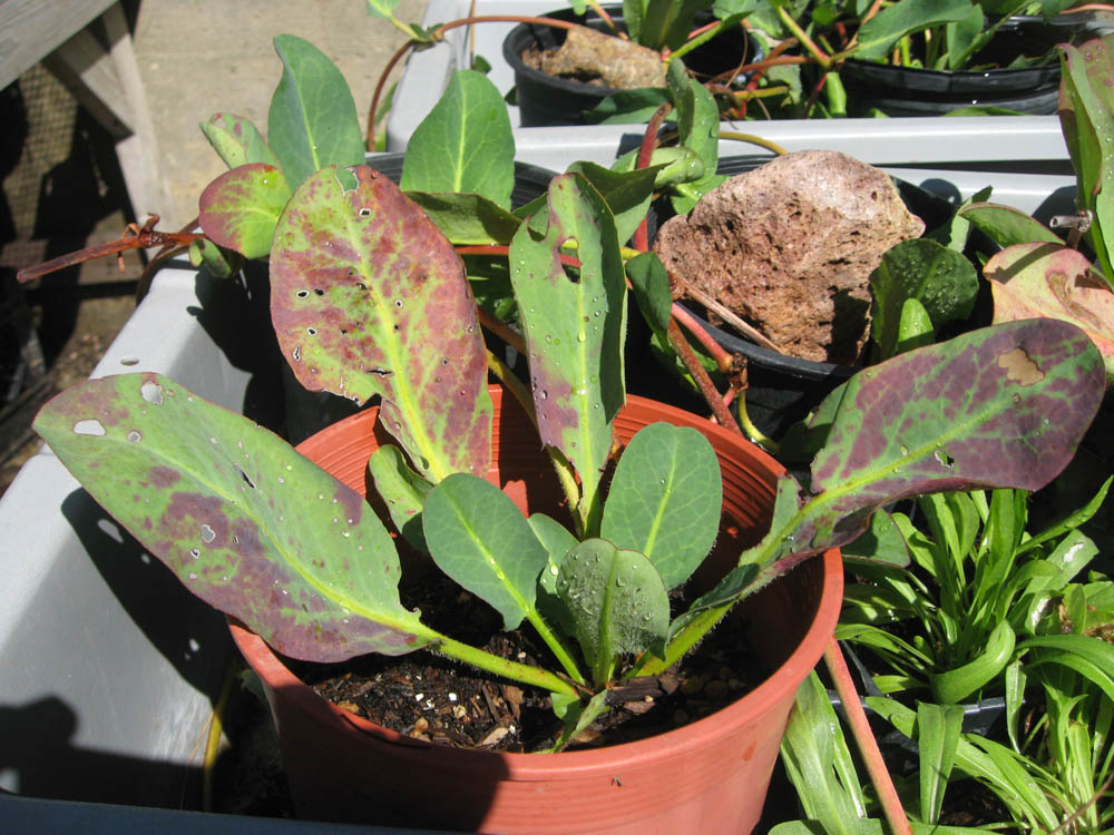 Mother Nature's Backyard - A Water-wise Garden: Plant of the Month ...