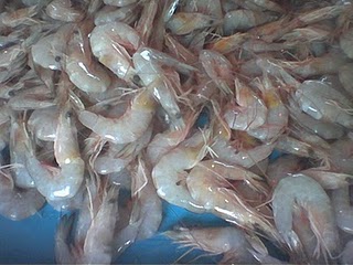 JENIS-JENIS UDANG