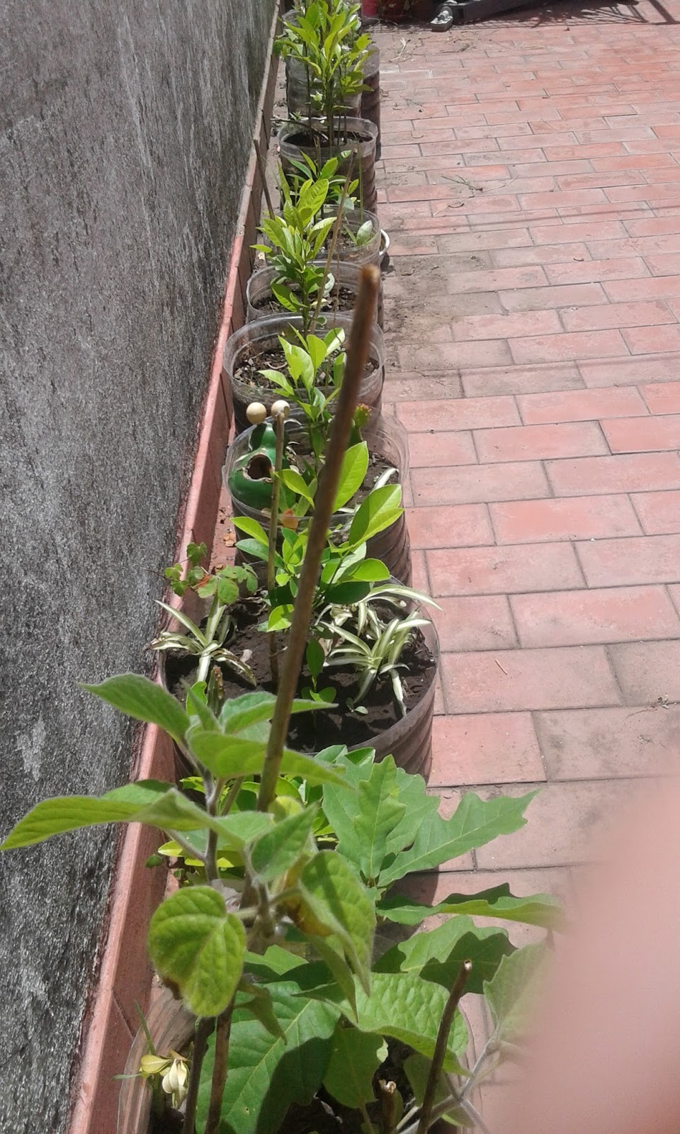 Fitorremediación del Aire Interior