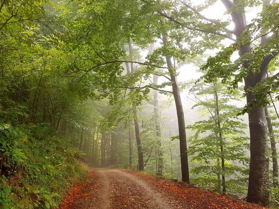 Čudesni svet gljiva na planini Kukavici: Planina Kukavica i kanjon reke ...