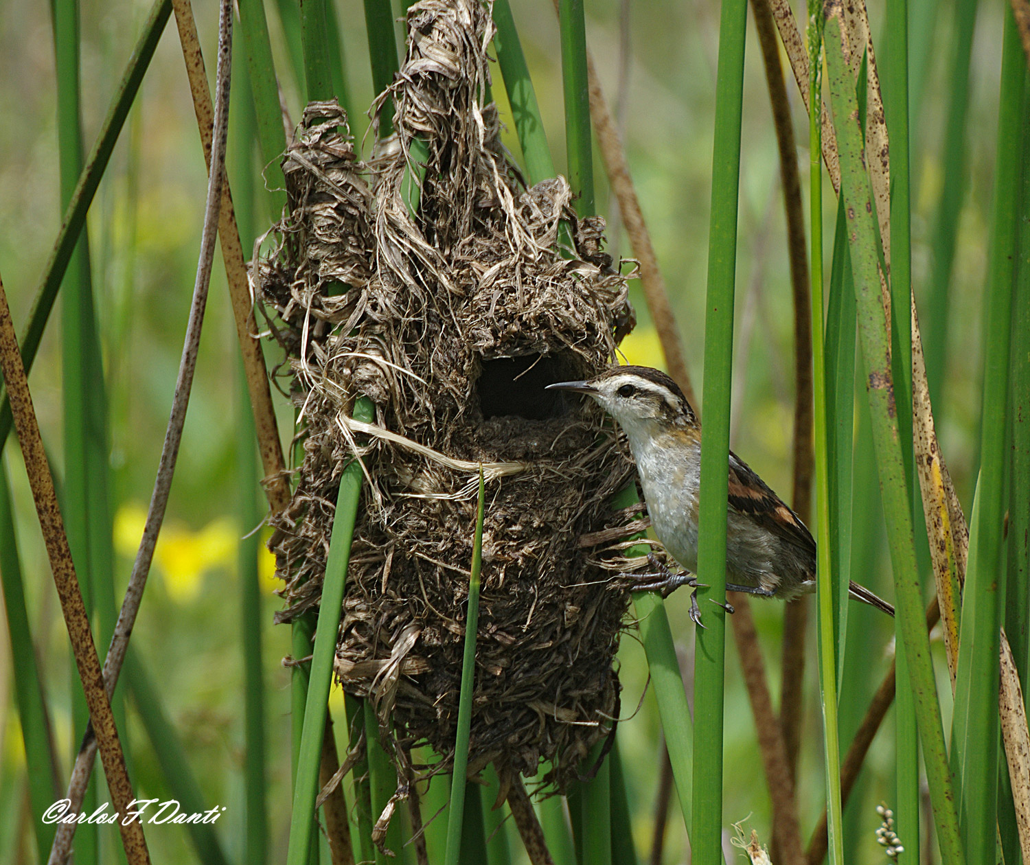 AVES SALADILLO: JUNQUERO (Phleocryptes melanops)