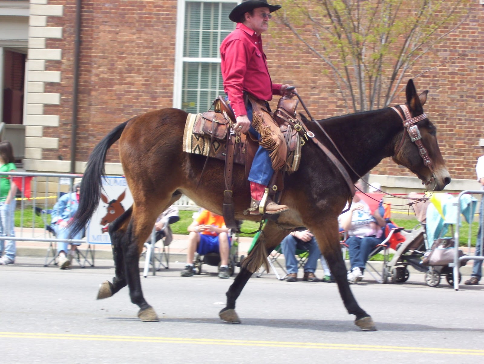 The Art of Positive Living: Mule Day, Revisited