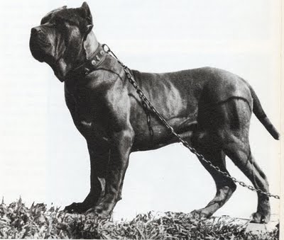 El Bandog - Perros Game